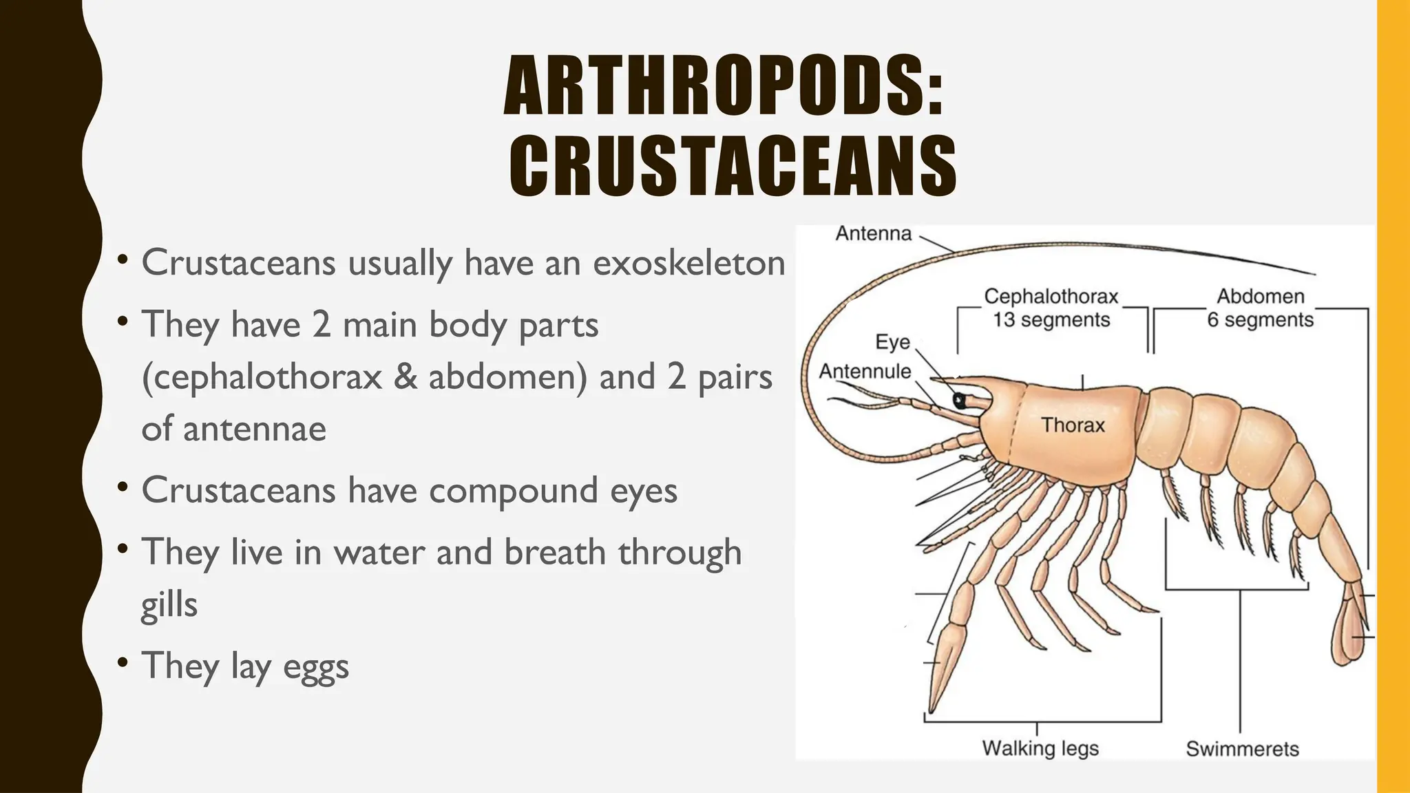 Animals - invertebrates classification.pptx