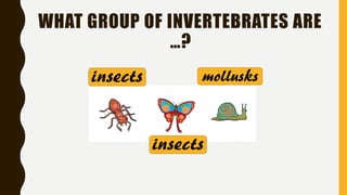 Animals - invertebrates classification.pptx