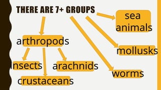 Animals - invertebrates classification.pptx