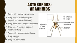 Animals - invertebrates classification.pptx