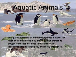 Animals | PPT