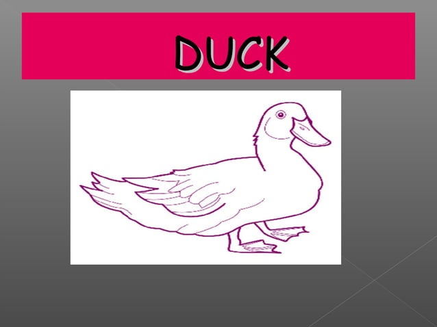 Animals SELECTION | PPT