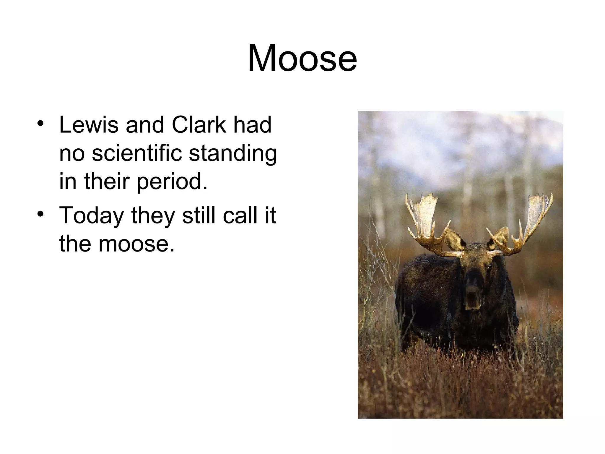 Animals Lewis And Clark Saw | PPT