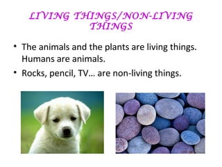 Noa | PPT | Reptiles | Pets