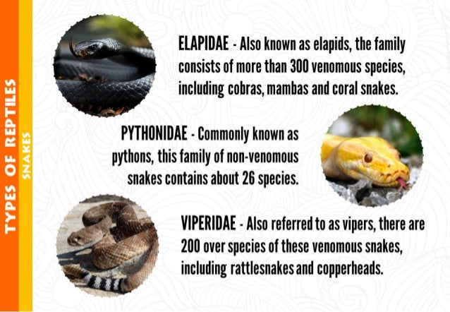 ELAPIDAE - Also known as