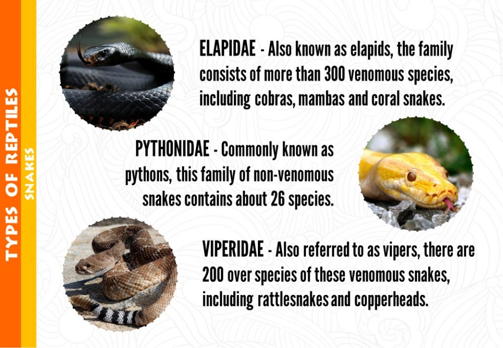 ELAPIDAE - Also known as