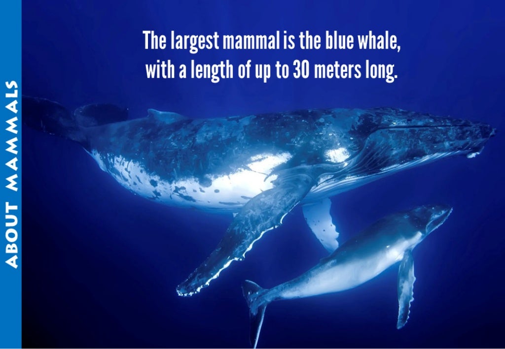 ABOUT MAMMALS The largest mammal