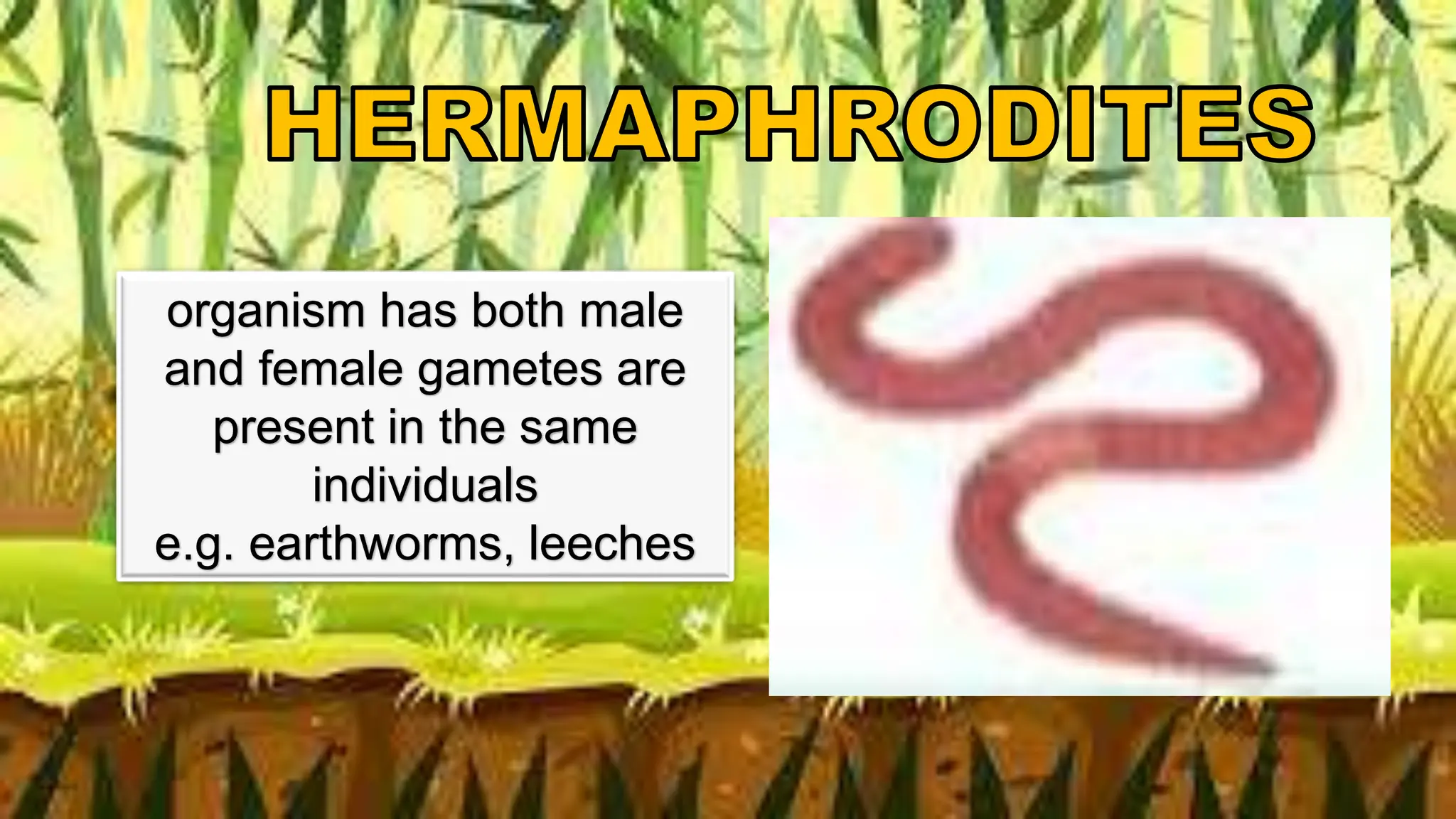 ANIMALS-REP-PPT.pptx Animal Reproduction | PPTX