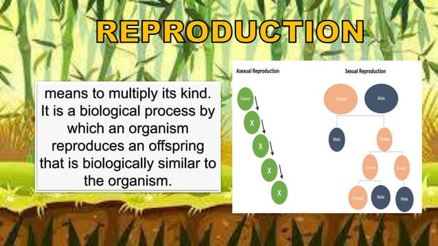 ANIMALS-REP-PPT.pptx Animal Reproduction | PPT