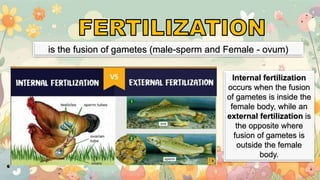 ANIMALS-REP-PPT.pptx Animal Reproduction | PPTX