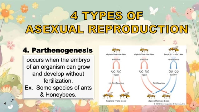 ANIMALS-REP-PPT.pptx Animal Reproduction | PPT