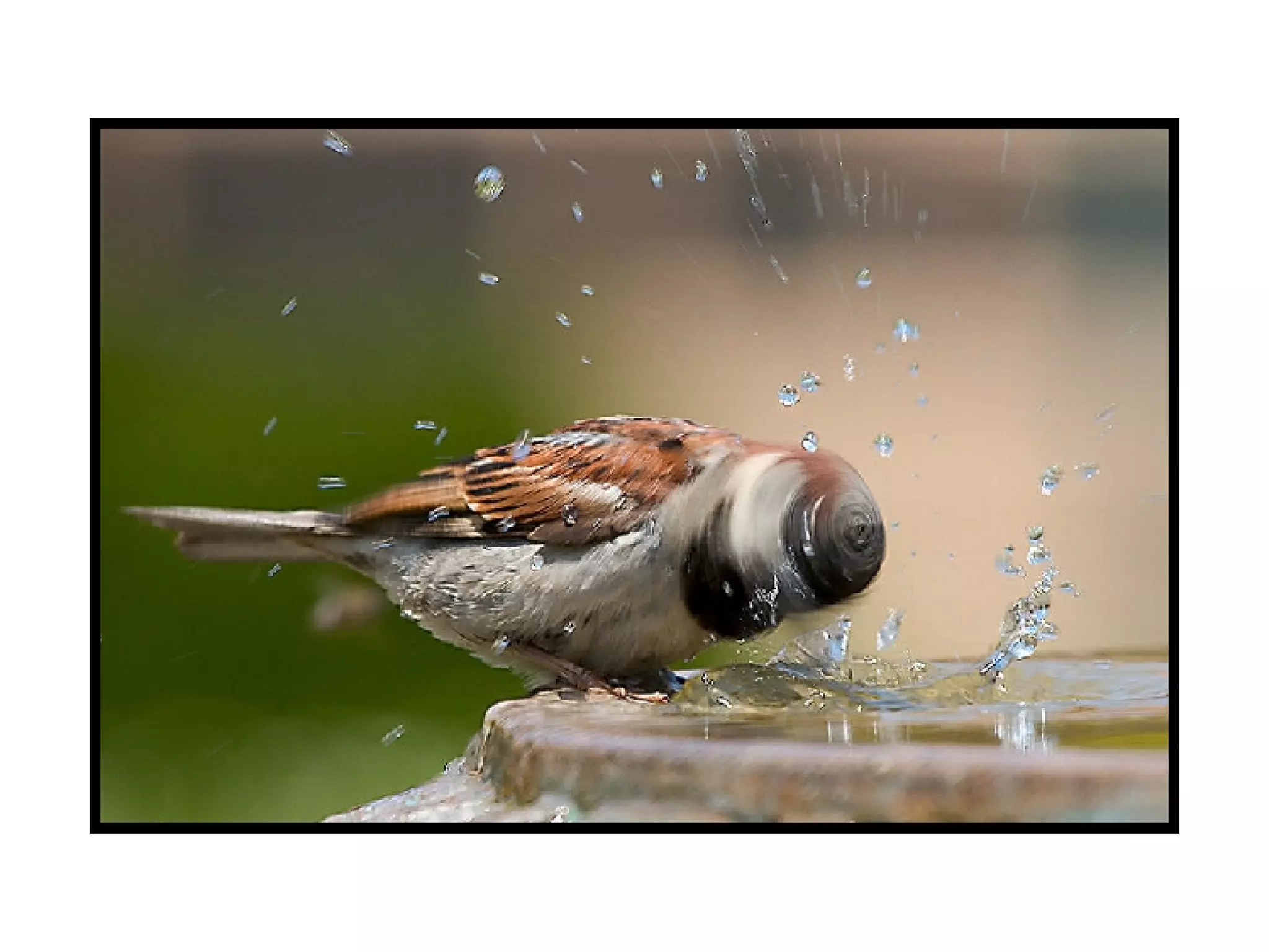 Animals Shaking Water Off | PPT