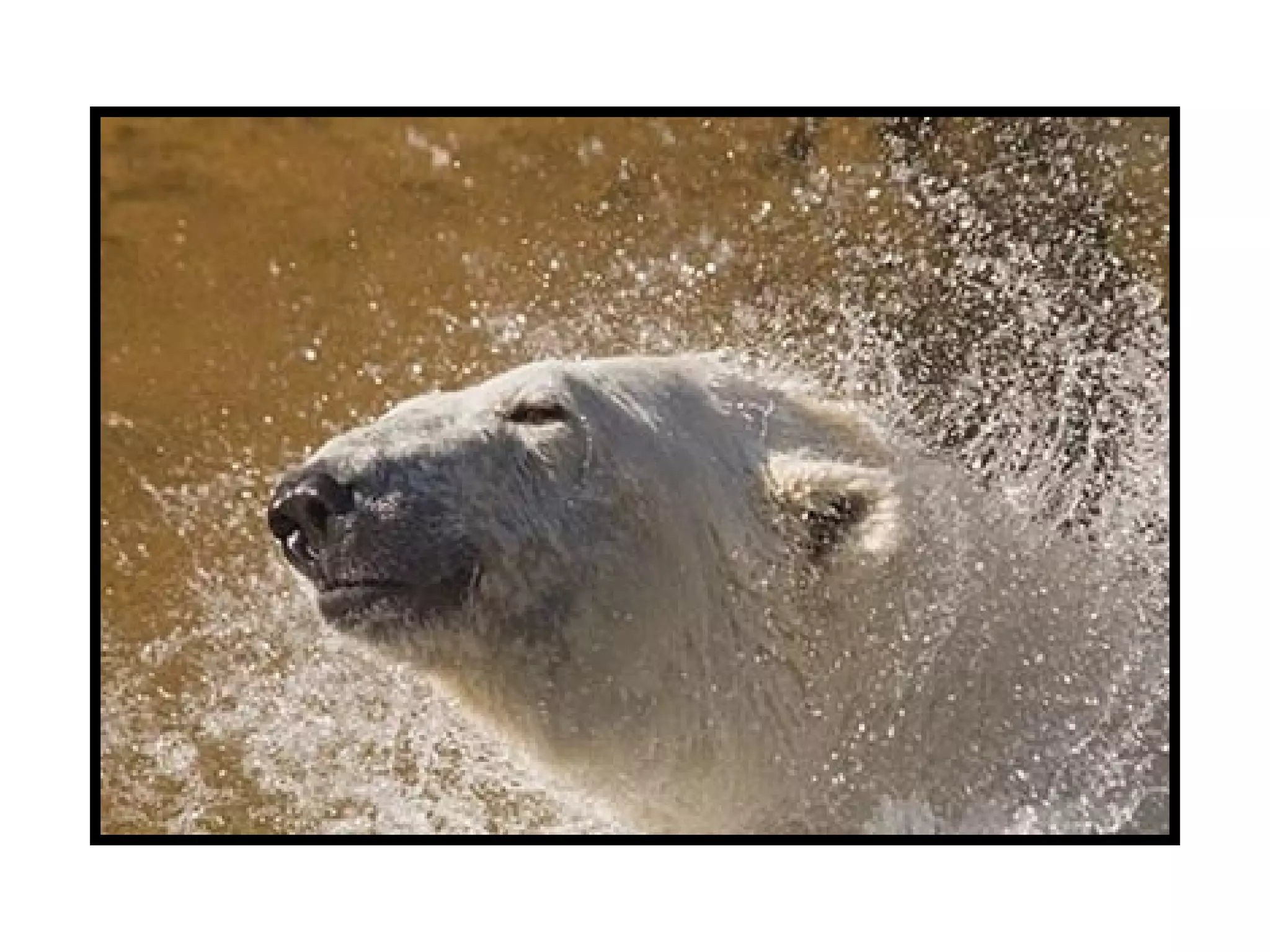 Animals Shaking Water Off | PPT