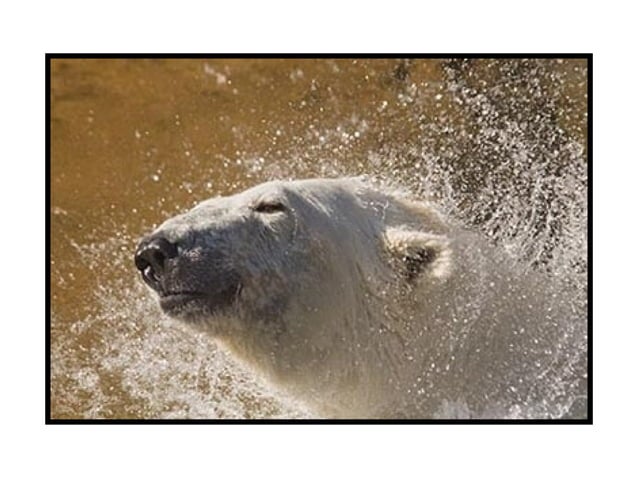 Animals Shaking Water Off | PPT