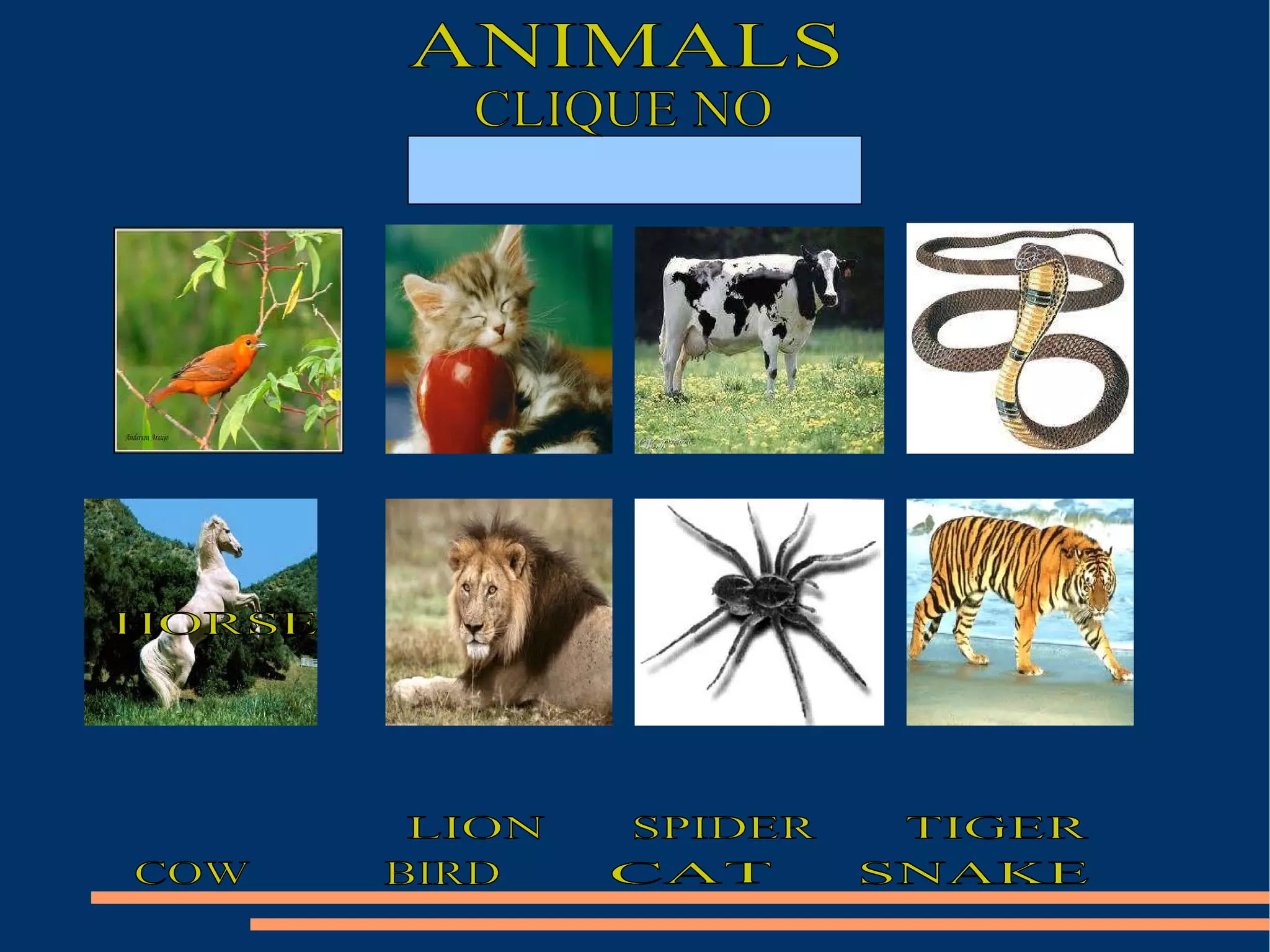 Animals slides total | PPT