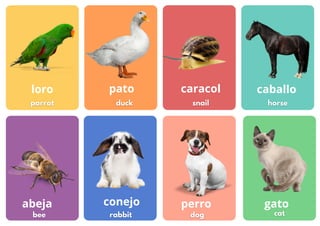 Animals - Spanish Vocabulary - Flashcards.pdf