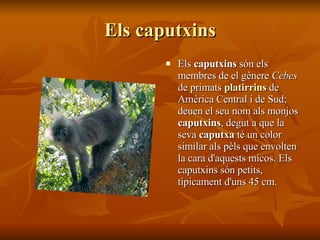 Animals Terrestres | PPT