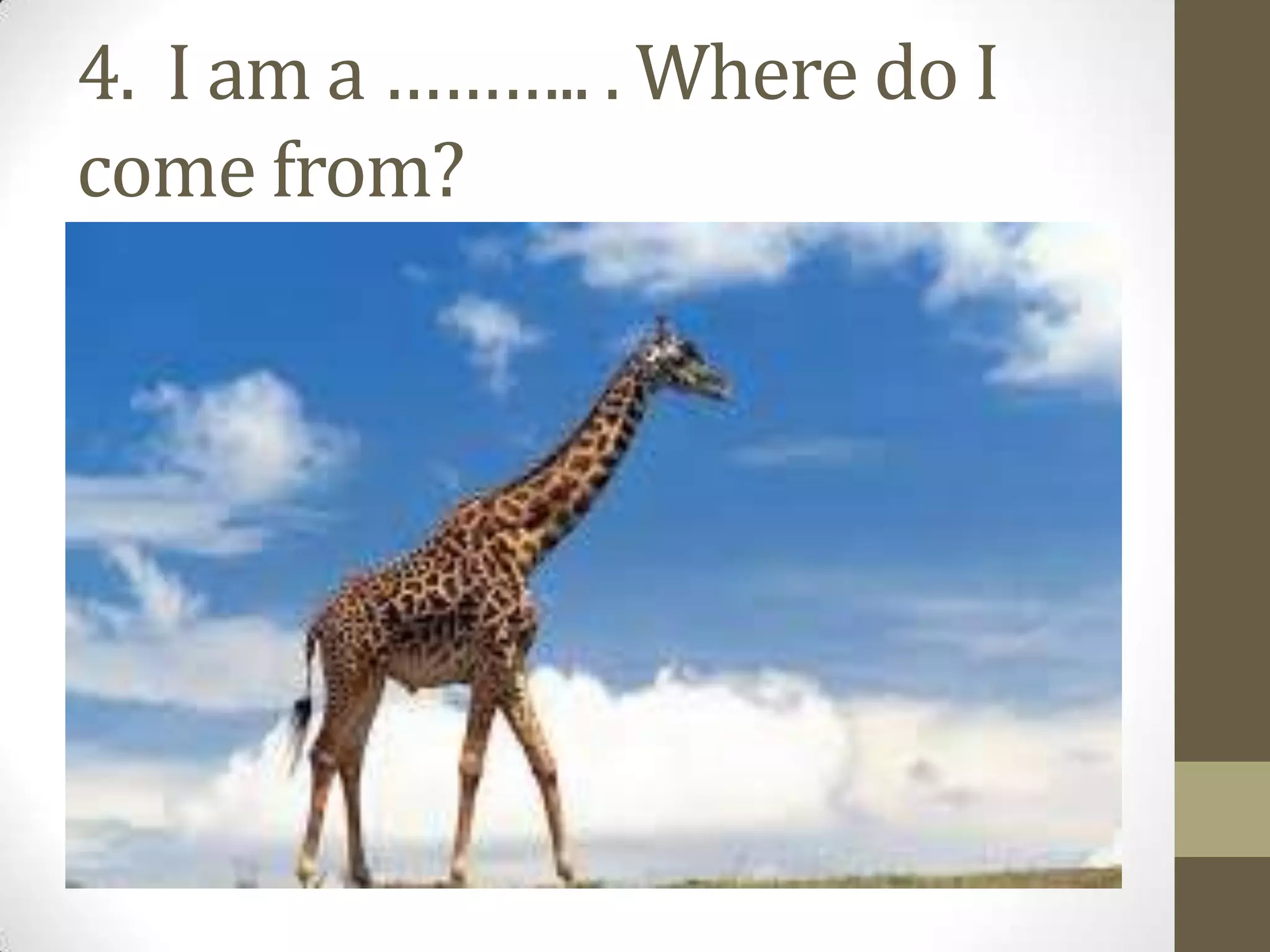 Animals where do i come from | PPTX