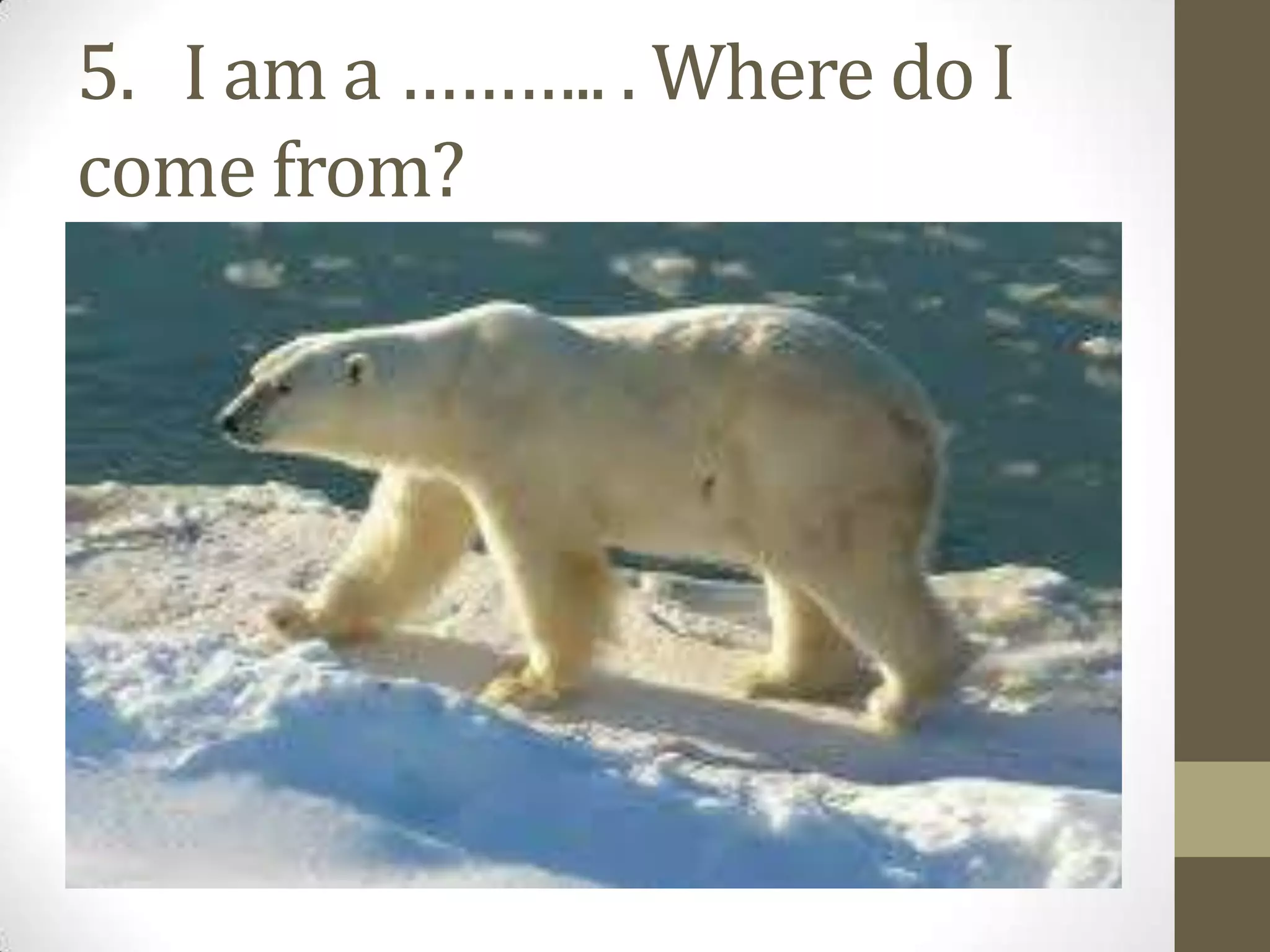 Animals where do i come from | PPTX