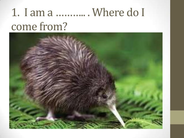 Animals where do i come from | PPT