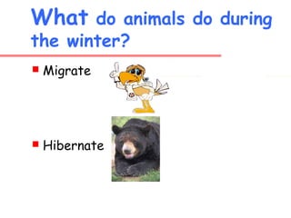 Animals winter | PPT