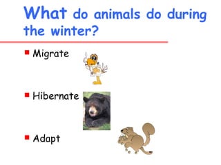 Animals winter | PPT