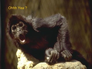 Animals with Attitude | PPT