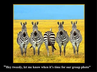 Animals With Funny Captions 2006 | PPT