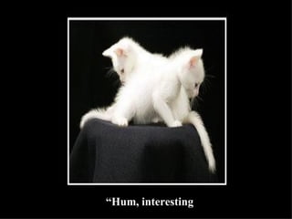 Funny Captions Animals