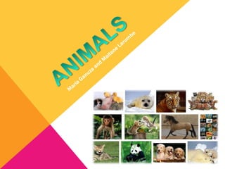 Animals ppt. María&Maitane | PPTX
