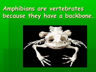 Animals basic classification | PPT