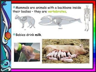 Animals basic classification | PPT