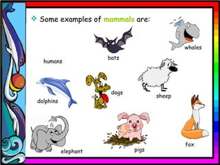 Animals basic classification | PPT