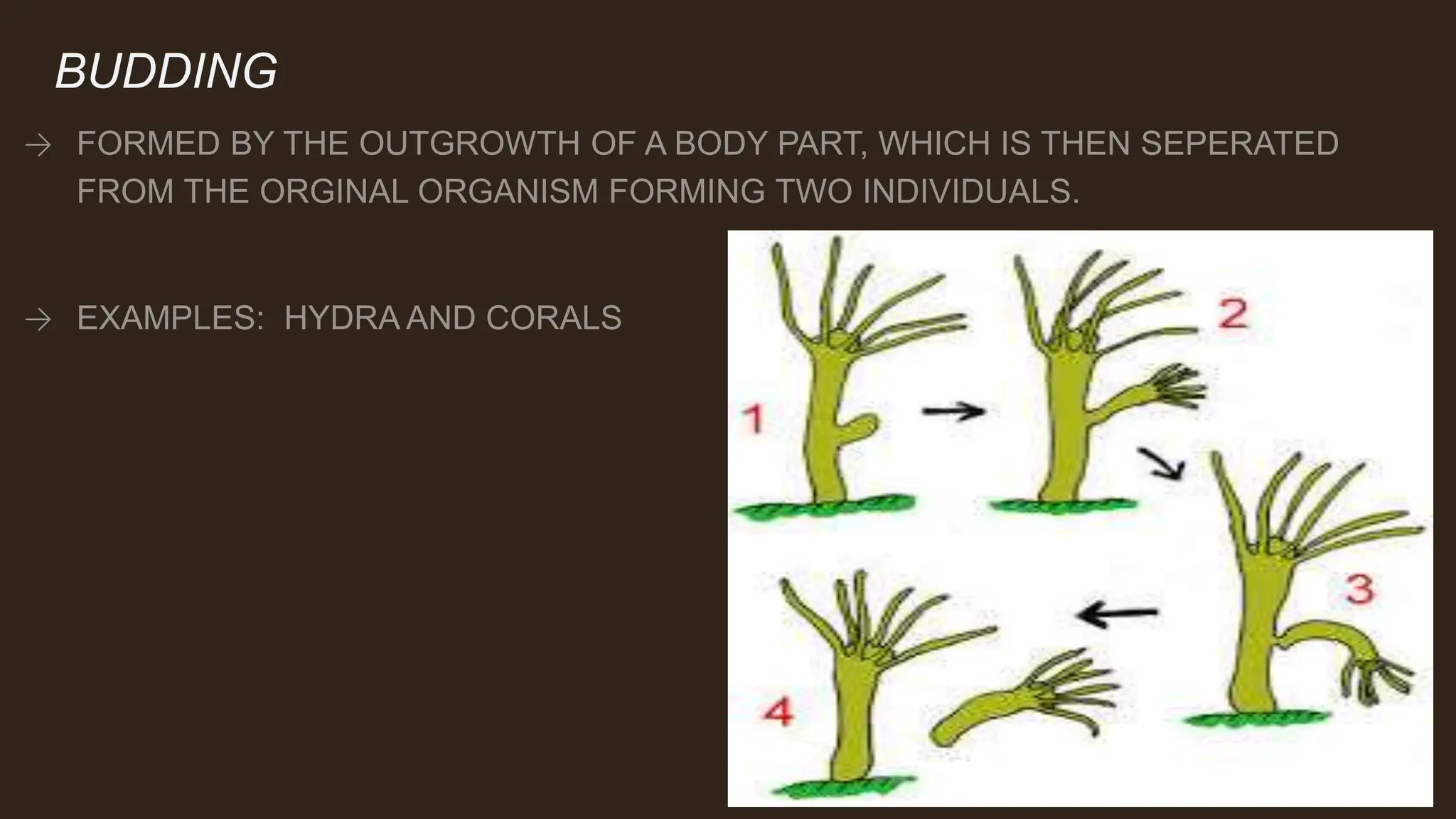 ANIMALS class 5 tamil nadu state board syllabus.pptx