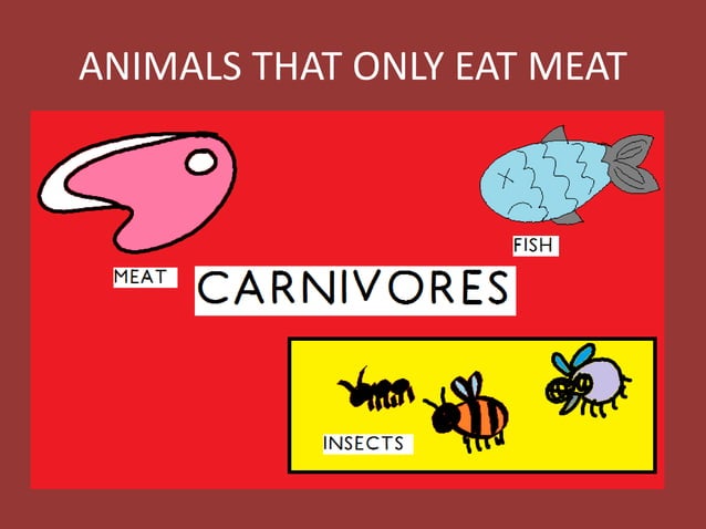 Animals 1 primaria | PPT