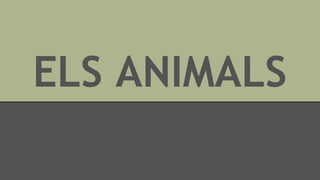 Els Animals | PPT