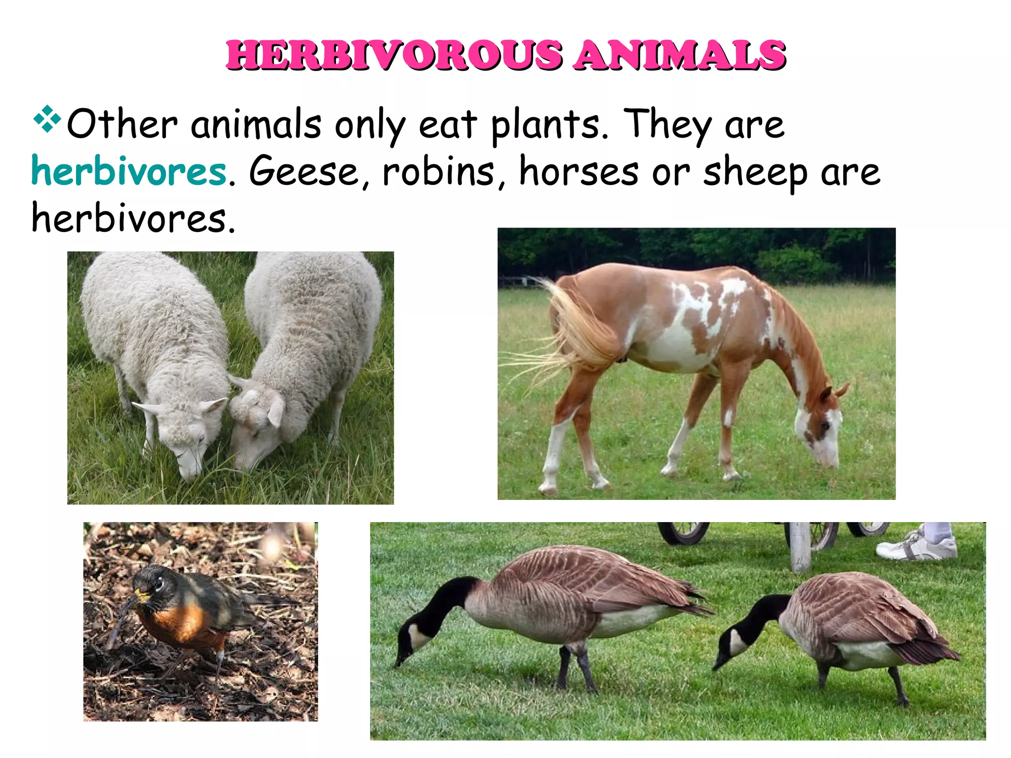 Animals classification | PPT