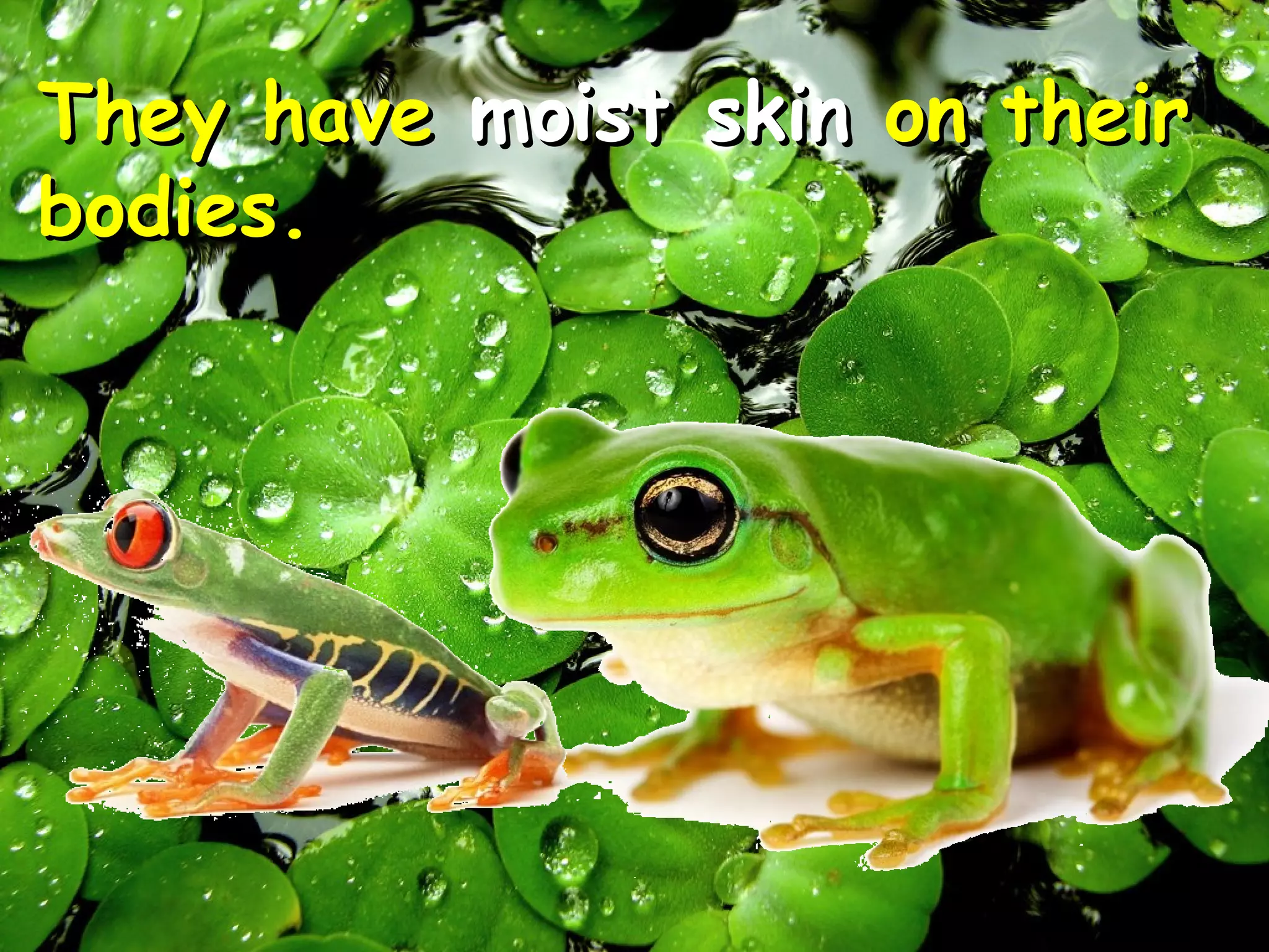 Animals classification | PPT