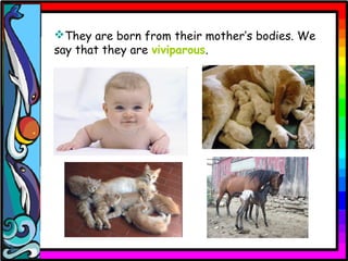 Animals classification | PPT