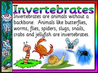 Animals classification | PPT