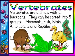 Animals classification | PPT