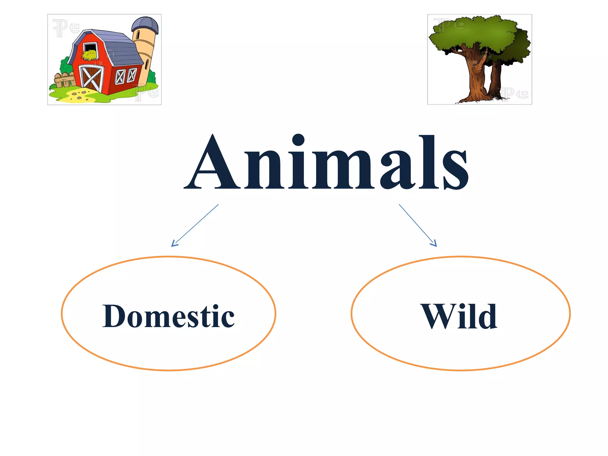 Animals 6th grade ppt | PPT