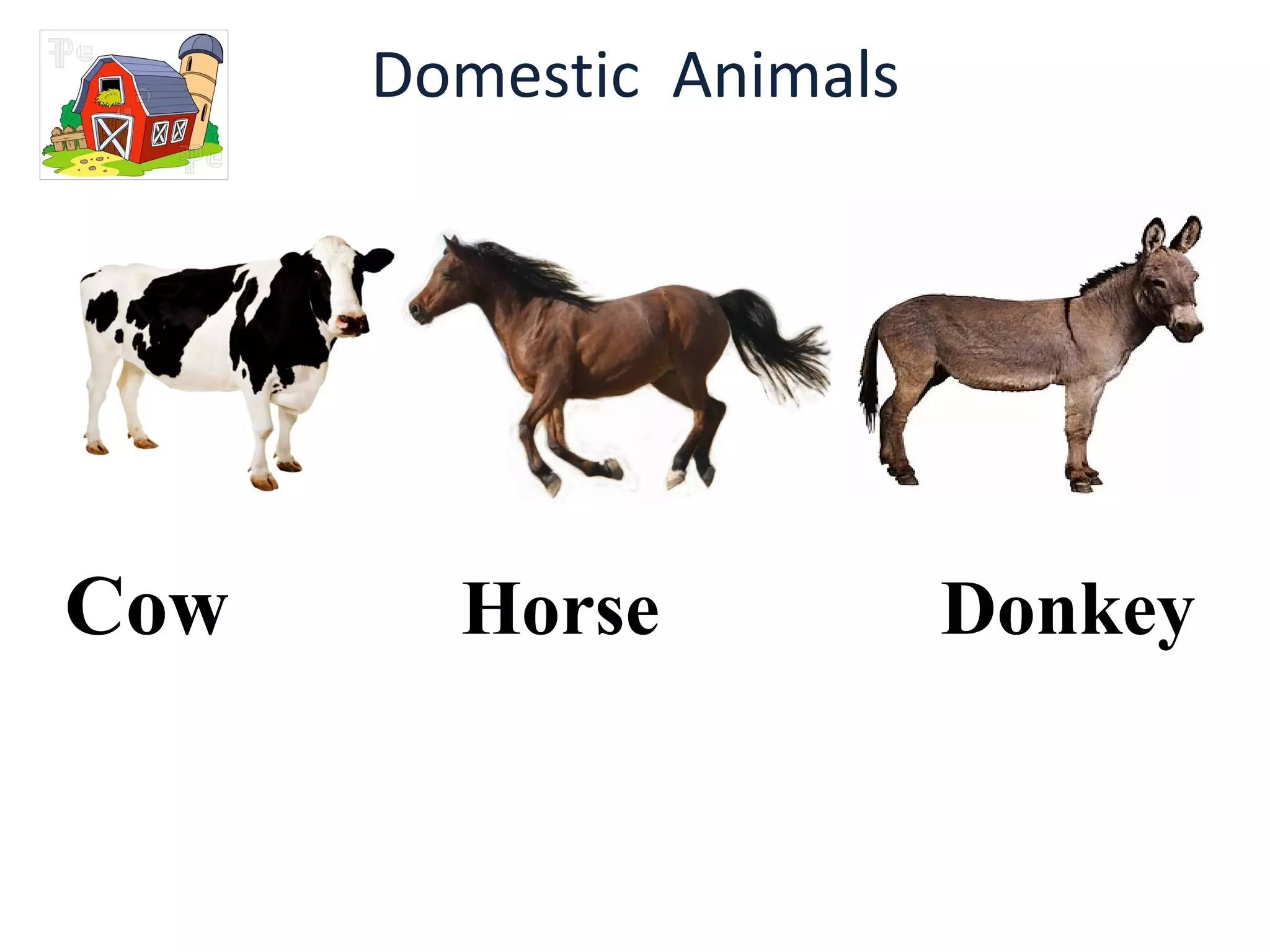 Animals 6th grade ppt | PPT