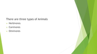 Animals acc to food | PPTX