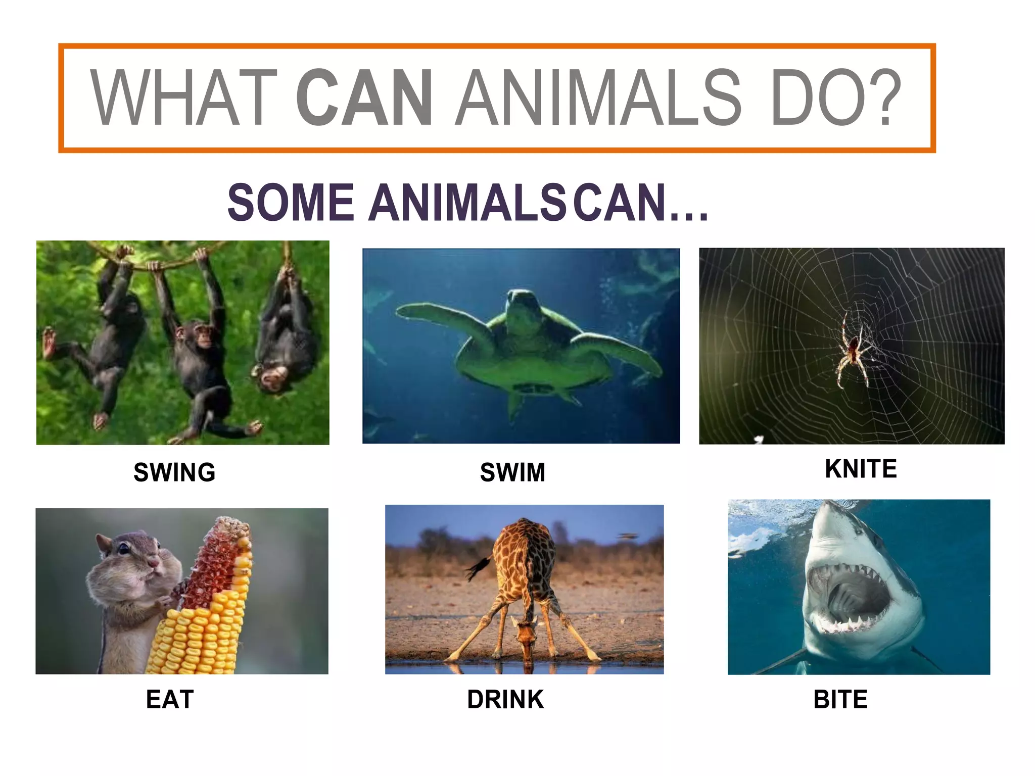 Animals actions | PDF