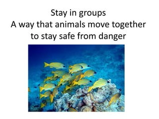 Animals adaptation | PPT