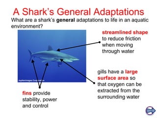 Animals adaptations | PPT