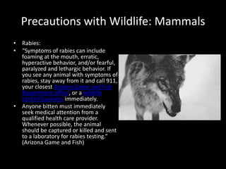 Animal safety | PPTX