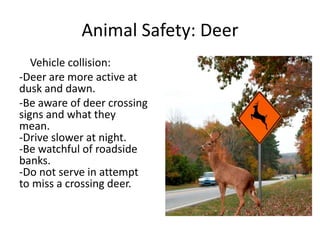 Animal safety | PPTX