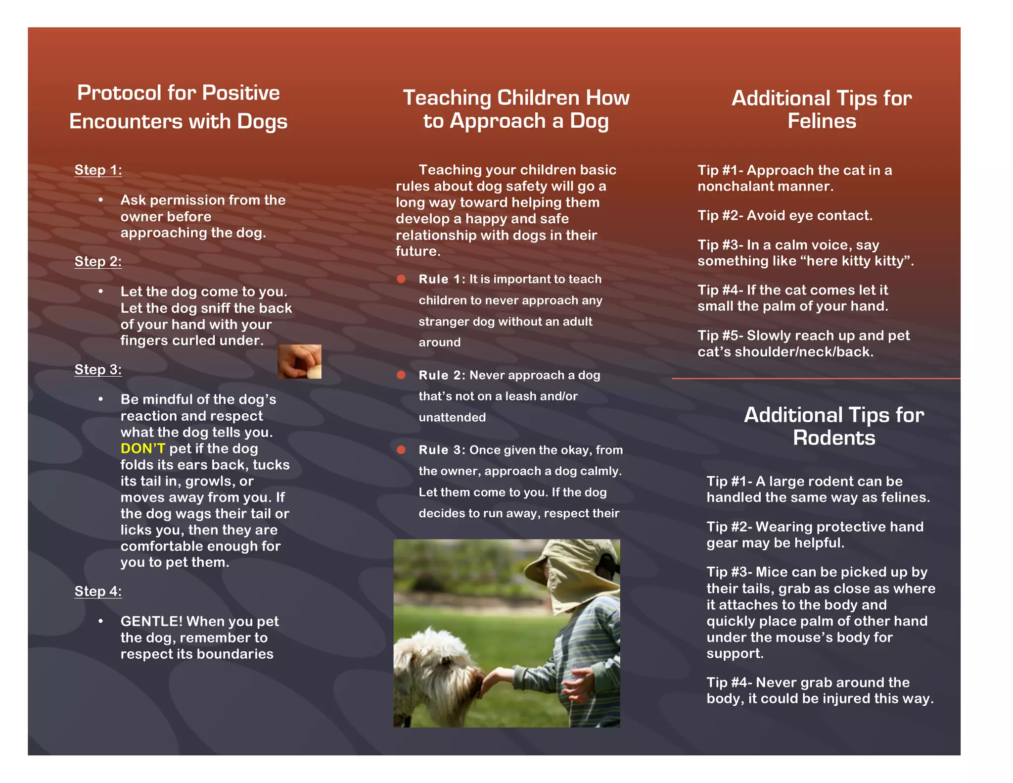 Animal safety brochure | PDF